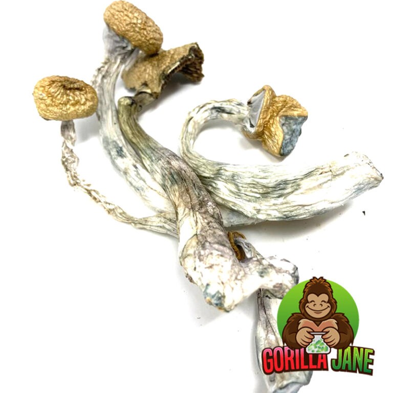 Blue Meanies Magic Mushrooms Gorilla Jane Online Dispensary